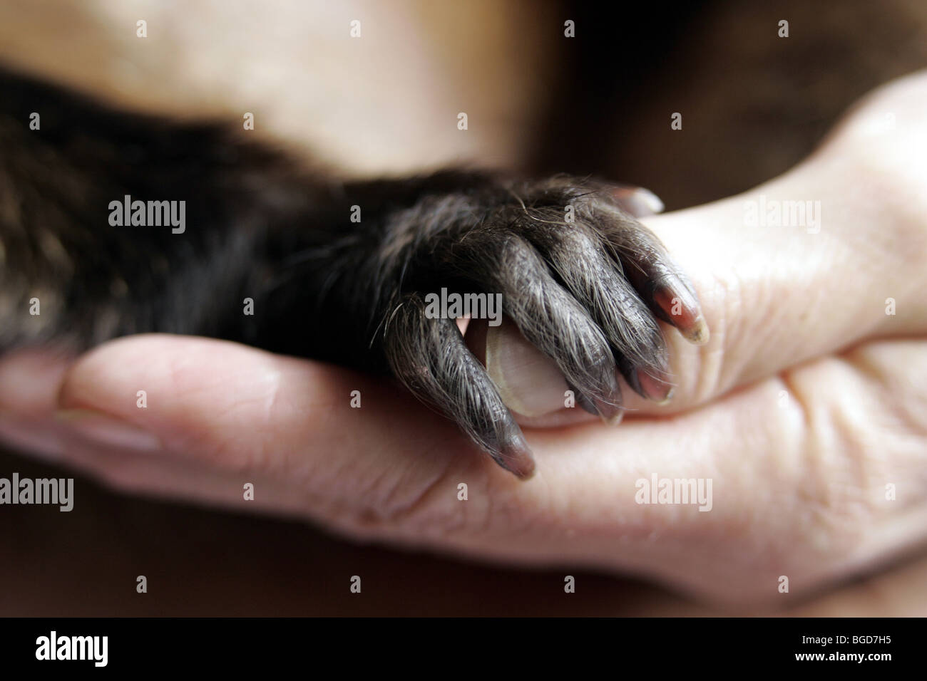 A keeper holds the tiny hand of Ricky, the much-loved disabled monkey ...