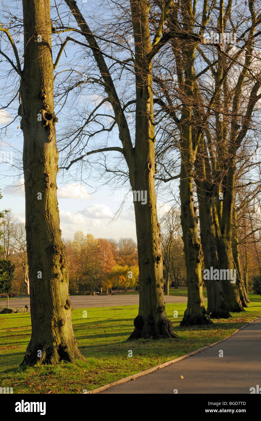 Line of trees Waterlow Park Highgate London England UK Stock Photo - Alamy