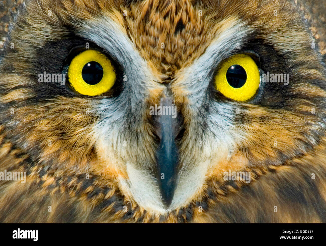 Carnivores eye hi-res stock photography and images - Alamy