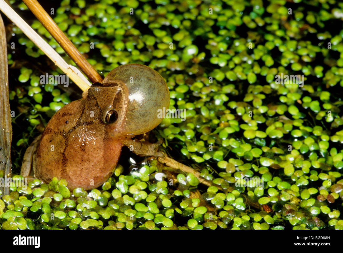 Spring Peeper singing Hyla crucifer Eastern North America Stock Photo ...