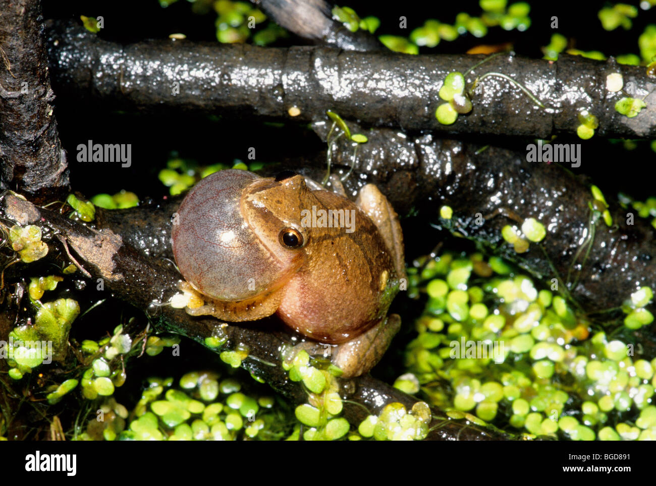 Spring Peeper singing Hyla crucifer Eastern North America Stock Photo ...