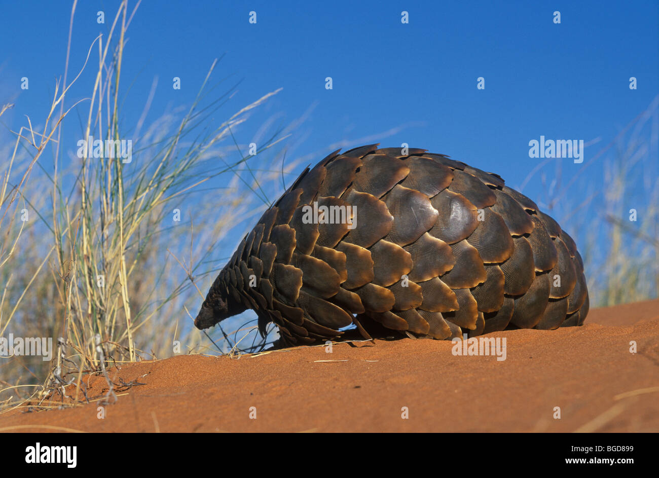 Pangolin hi-res stock photography and images - Alamy
