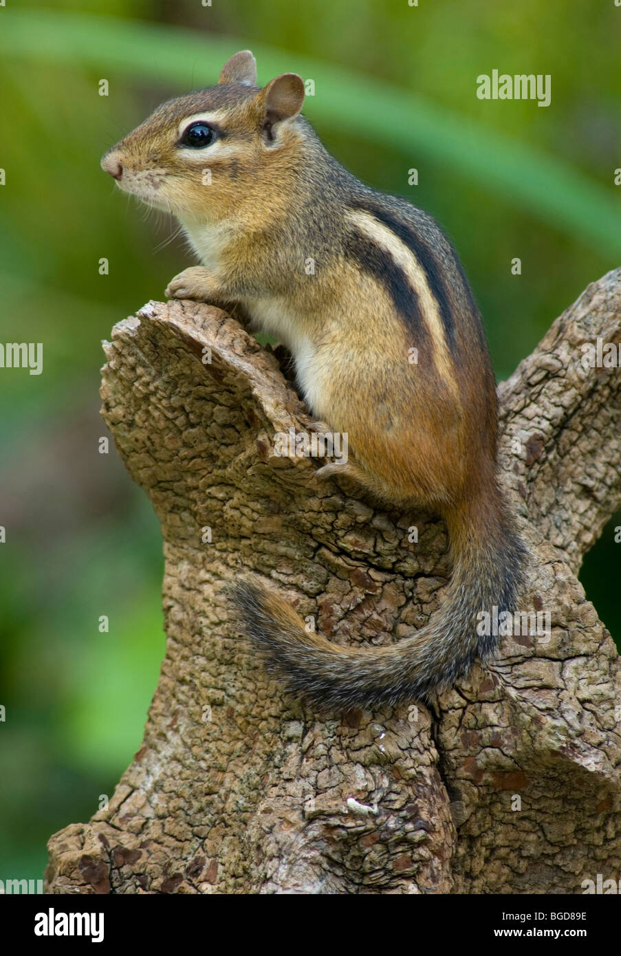 Chipmunk on tree hi-res stock photography and images - Alamy