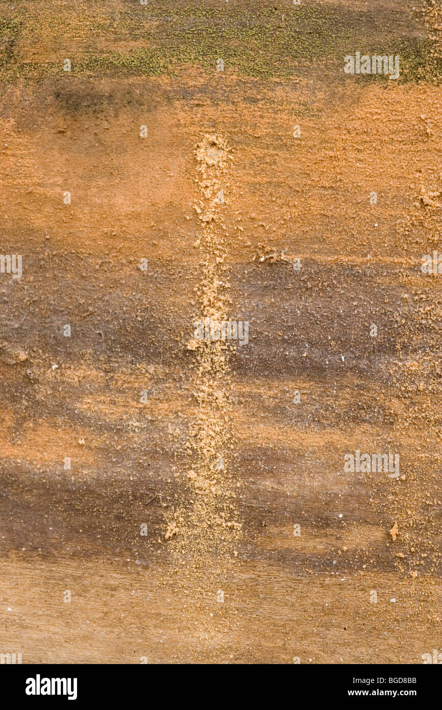 Worm holes in timber High Resolution Stock Photography and Images - Alamy