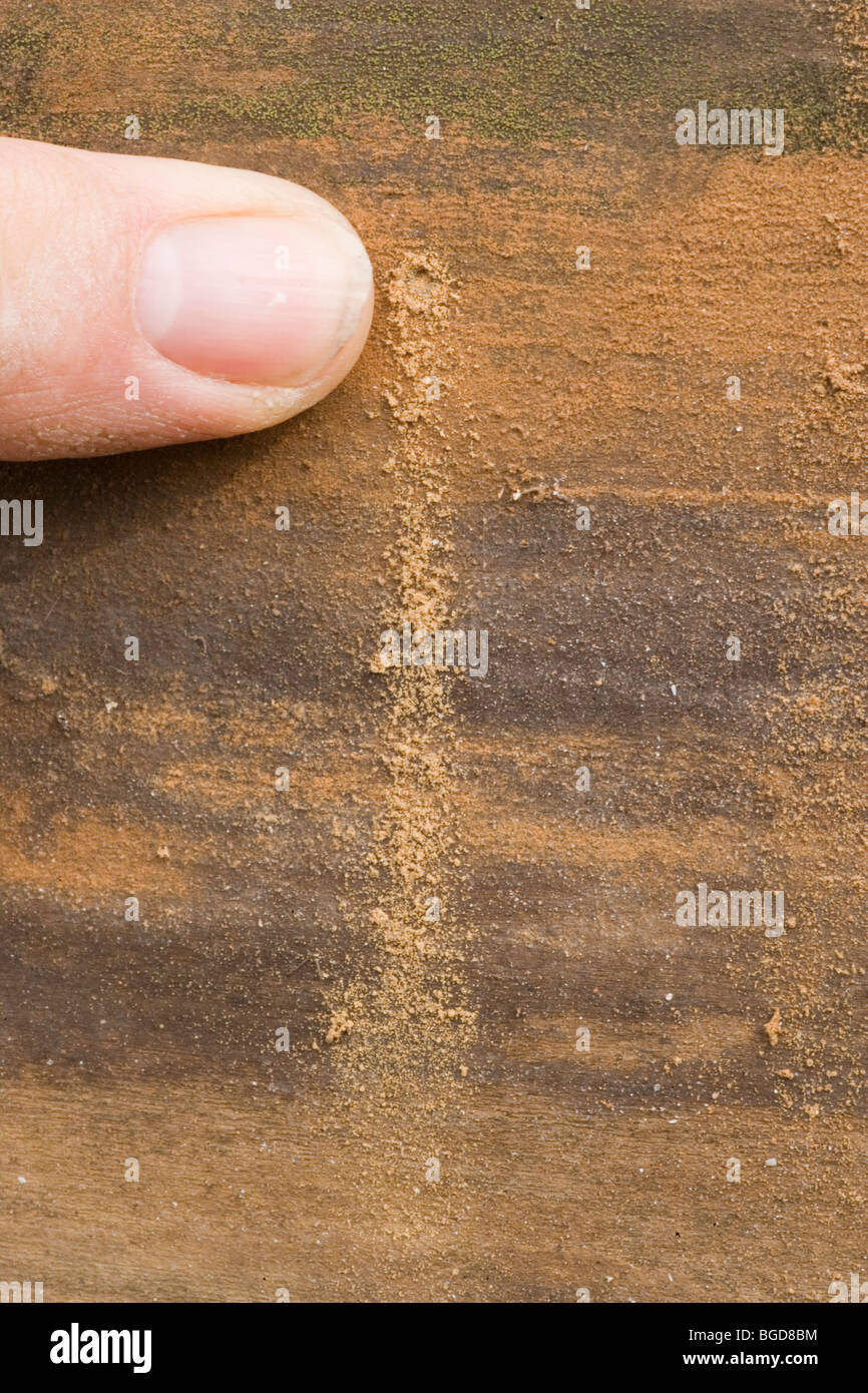 Worm holes in timber High Resolution Stock Photography and Images - Alamy