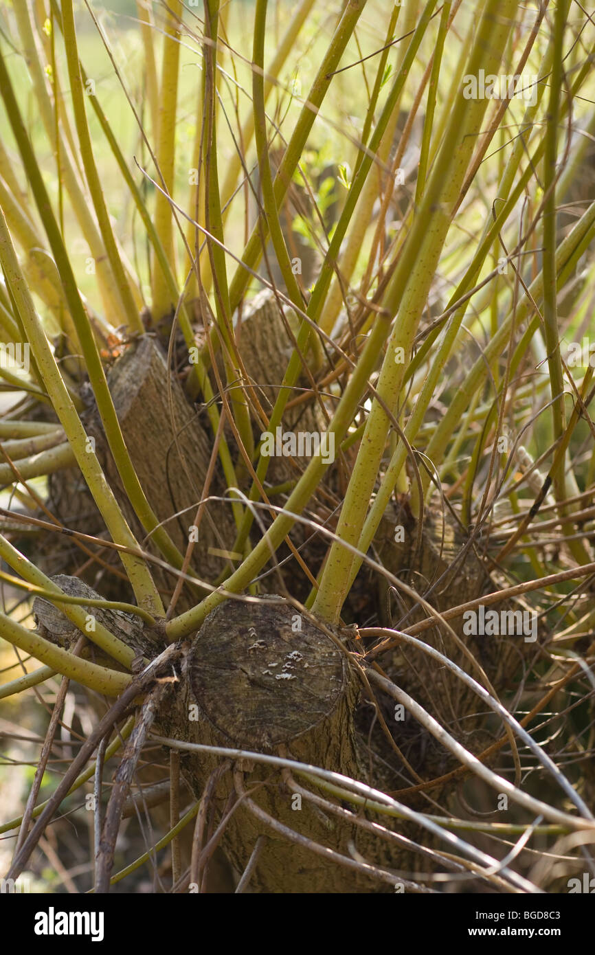 Willow Tree (Salix sp.). Adventitious shoots and branches growing from ...
