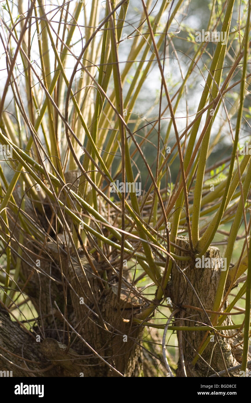 Willow Tree (Salix sp.). Adventitious shoots and branches growing from ...