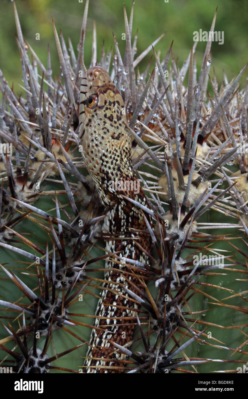 Sonoran Gopher Snake (Pituophis catenifer affinis) - Crawling on ...