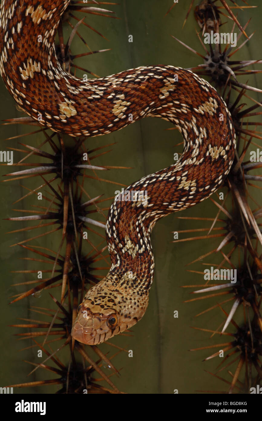 Sonoran Gopher Snake (Pituophis catenifer affinis) - Crawling on ...