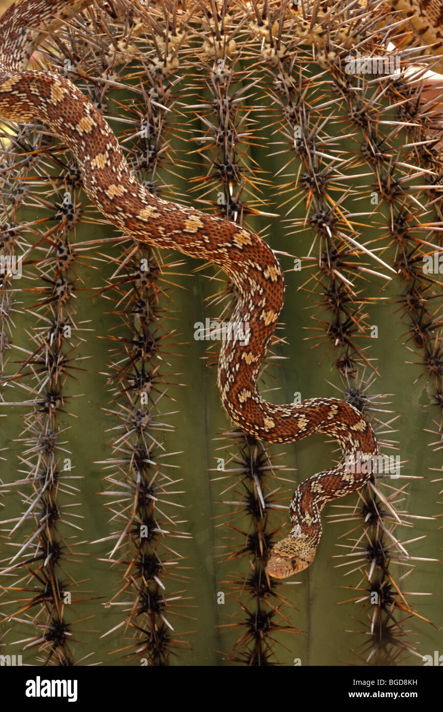 Sonoran gopher snake pituophis catenifer affinis hi-res stock ...