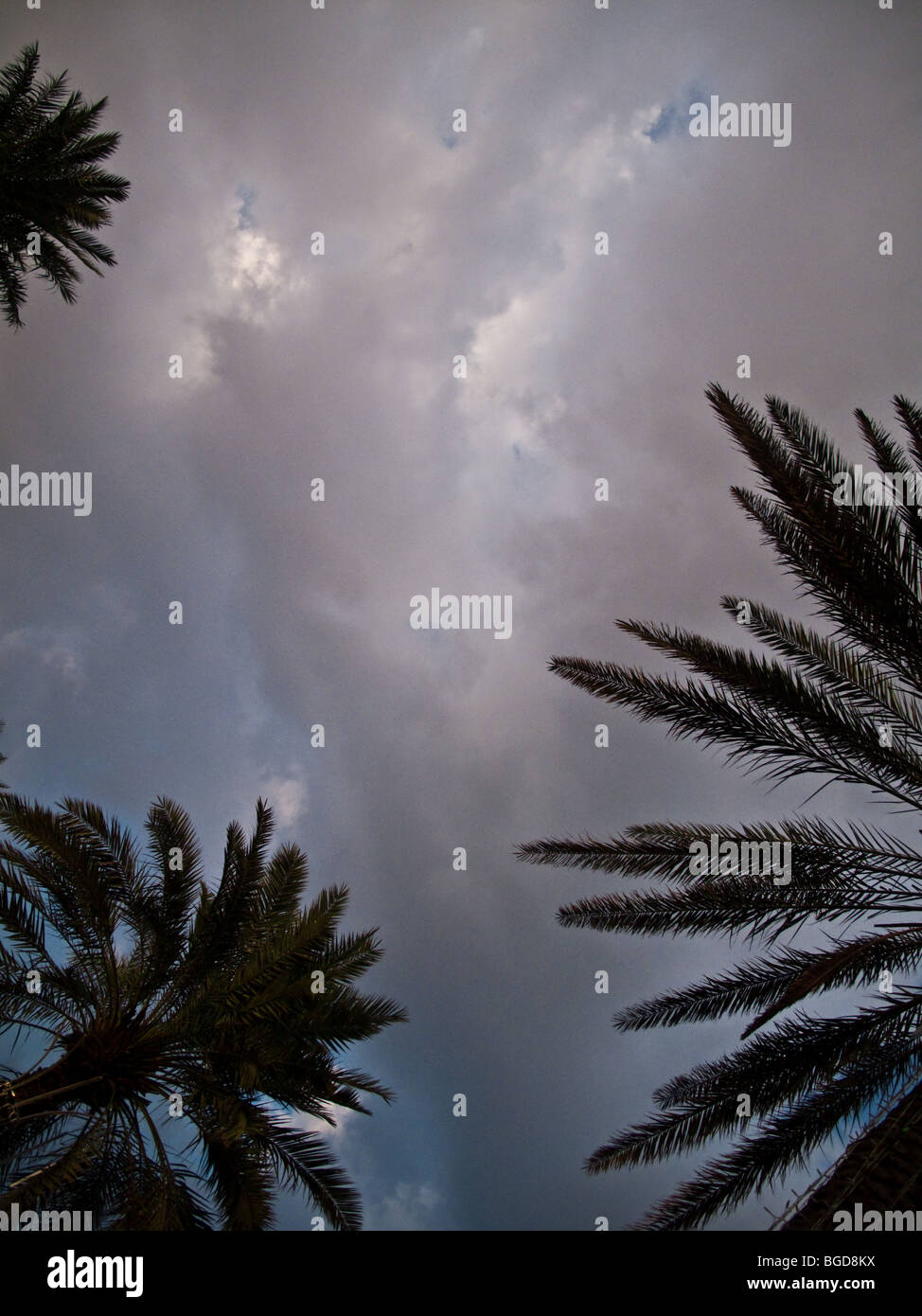 palm tree frawn against blue cloudy sky Stock Photo - Alamy