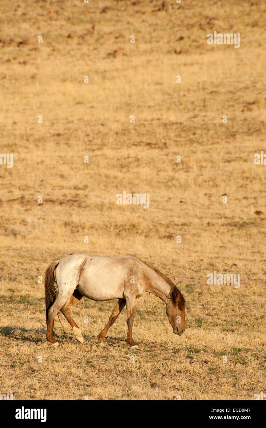 Equus ferus caballus hi-res stock photography and images - Alamy