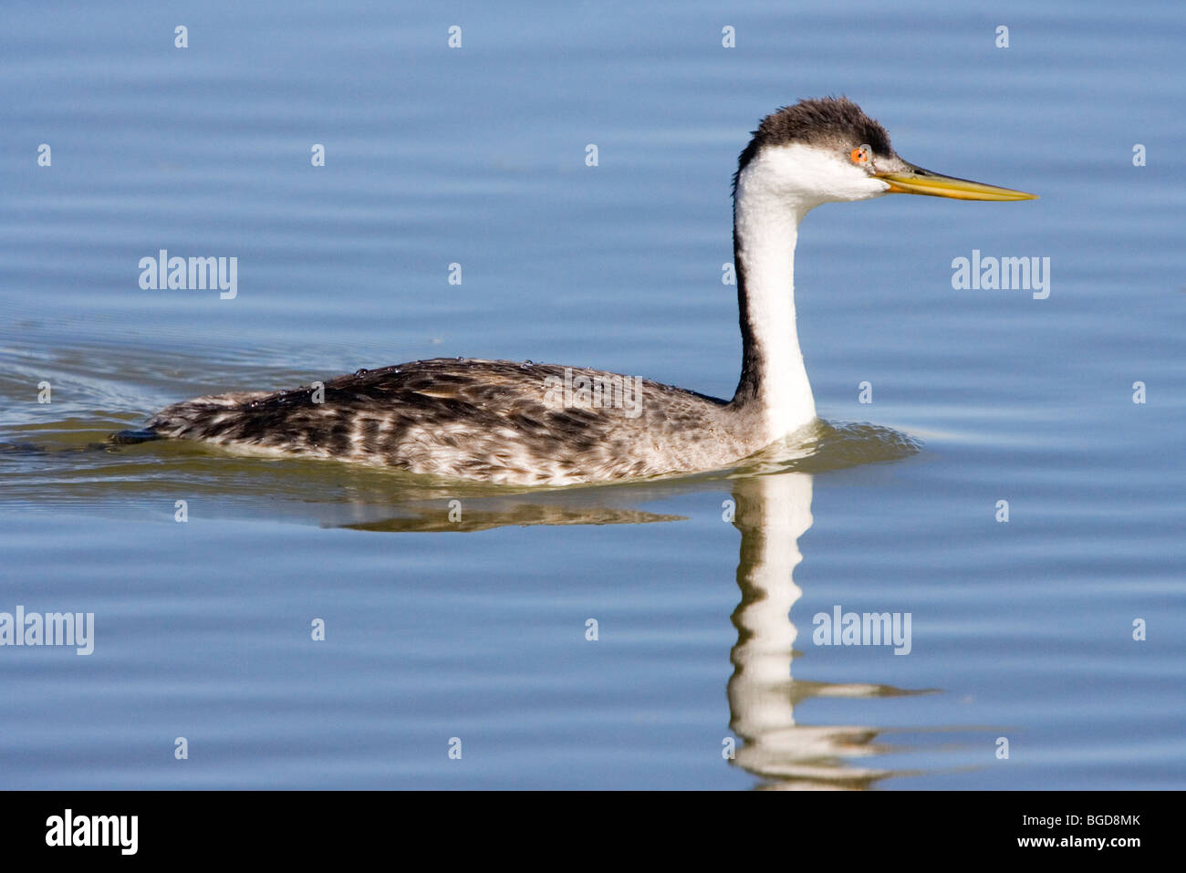 Swan grebe hi-res stock photography and images - Alamy