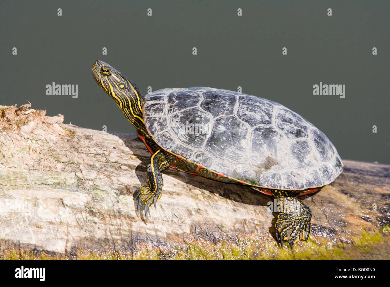 Western Painted Turtle Stock Photo - Alamy