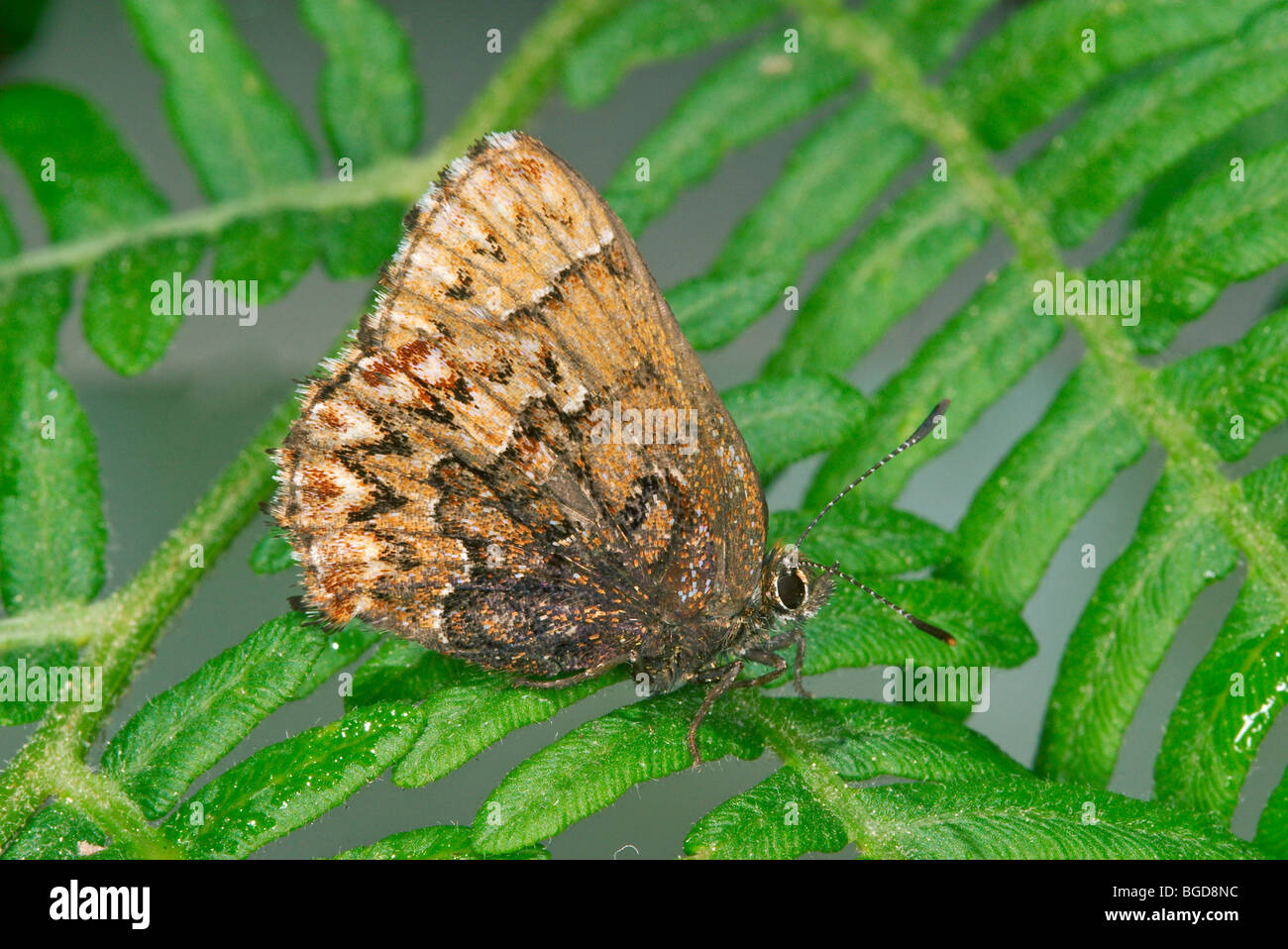 Western elfin hi-res stock photography and images - Alamy