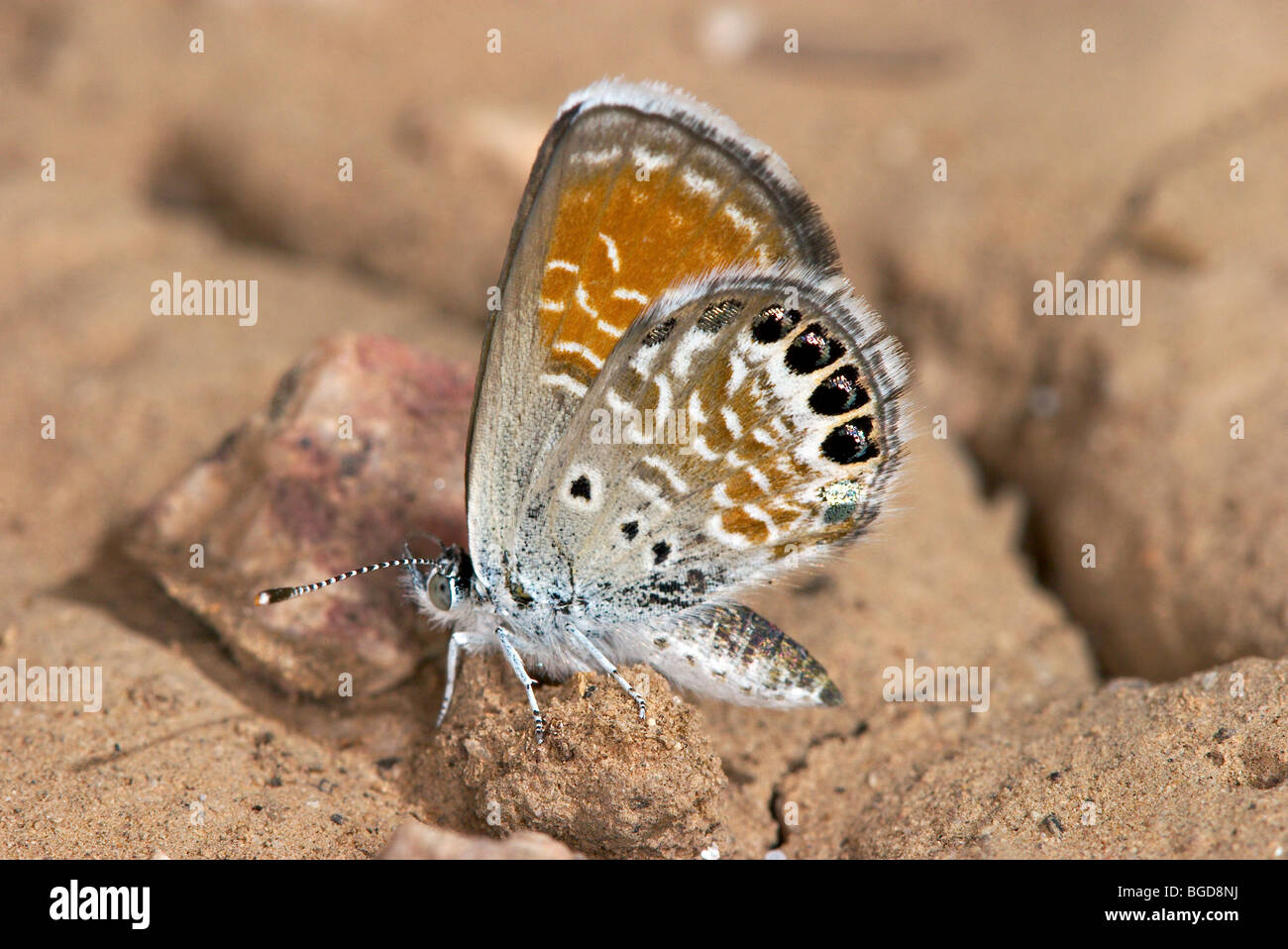 Western Pygmy Blue Butterfly