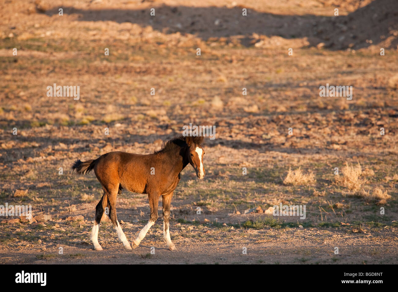Baby Wild Horse colt Equus ferus caballus Nevada Stock Photo - Alamy