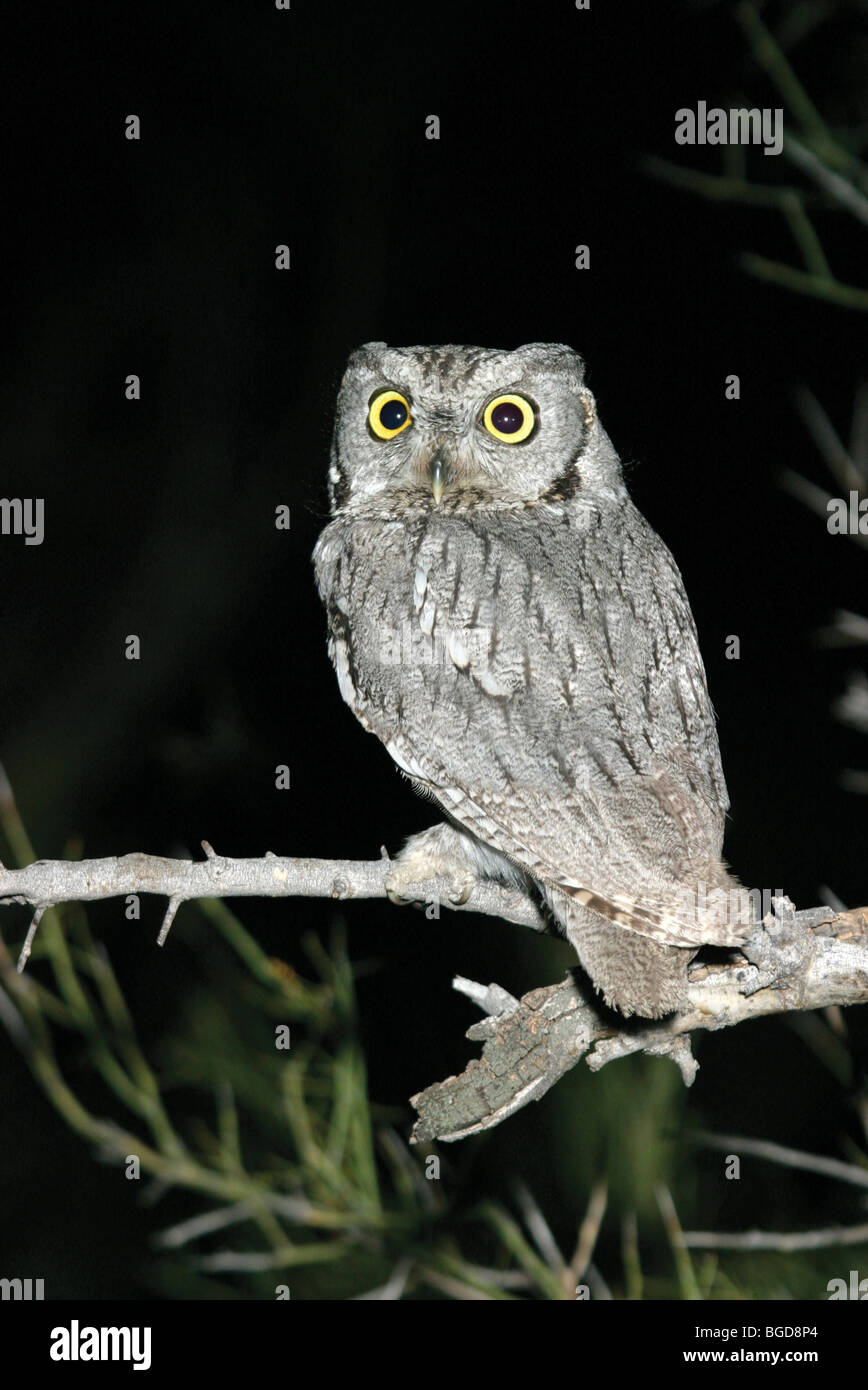 Western Screech Owl Stock Photo - Alamy