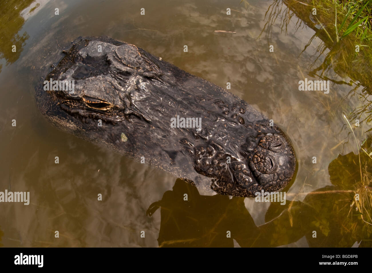 Alligator big cypress national preserve hi-res stock photography and ...