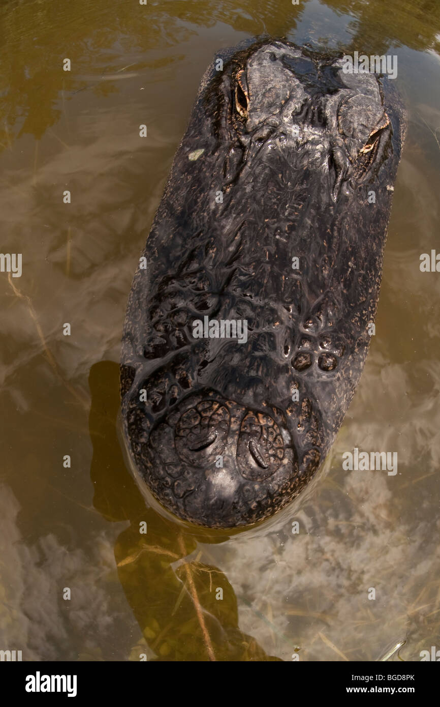 American Alligator Alligator mississippiensis Big Cypress National ...