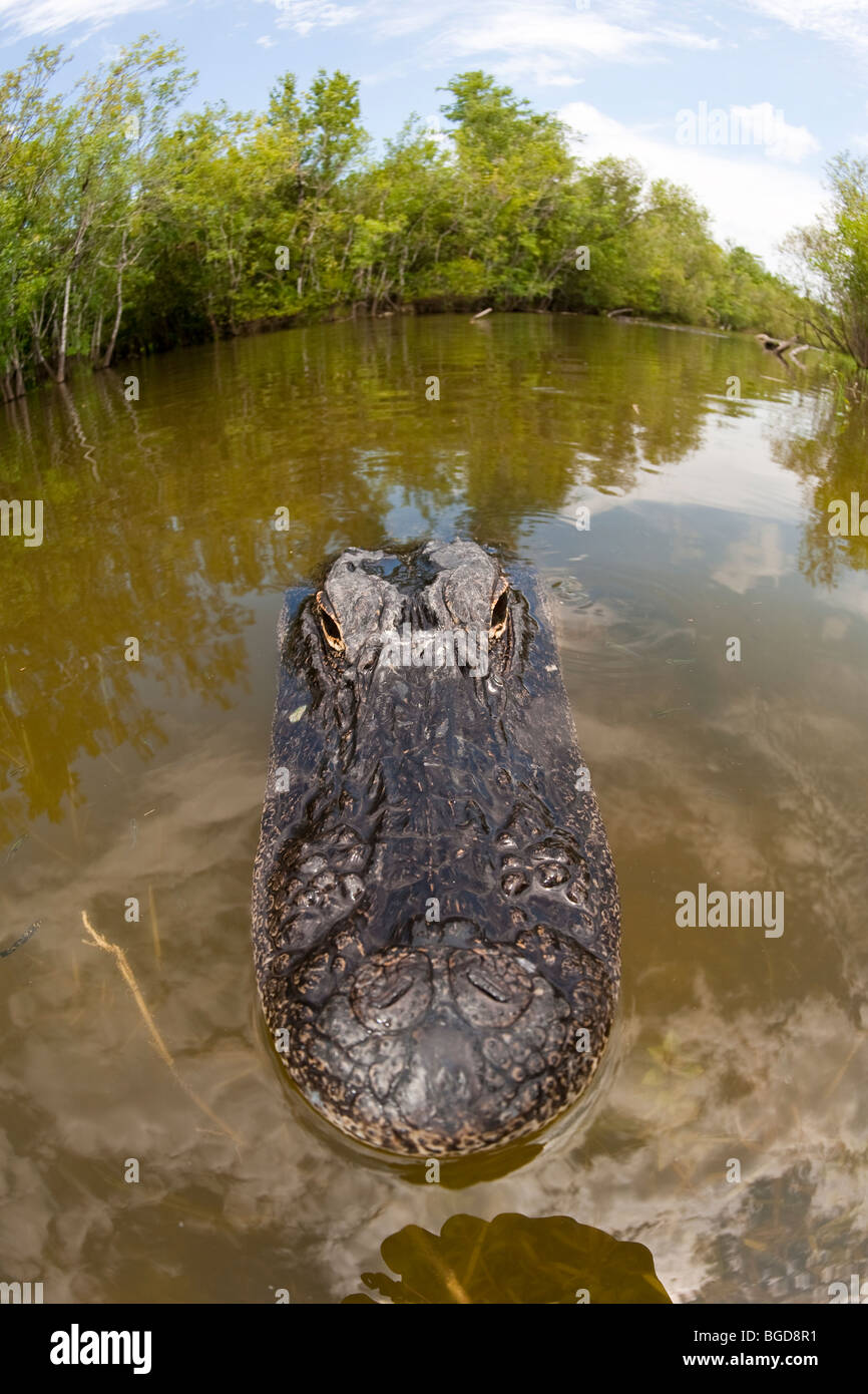 American Alligator Alligator mississippiensis Big Cypress National ...