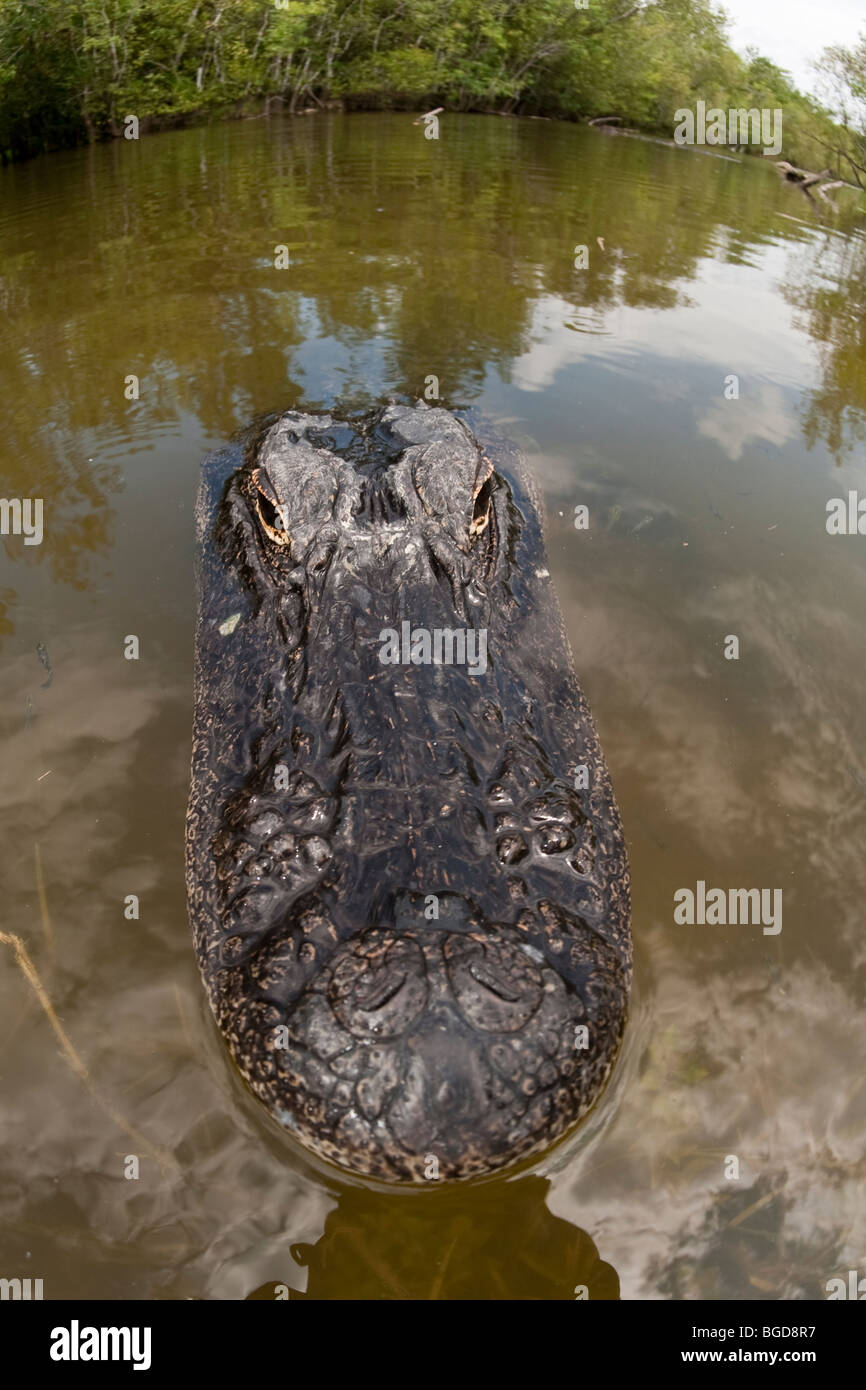 American Alligator Alligator mississippiensis Big Cypress National ...