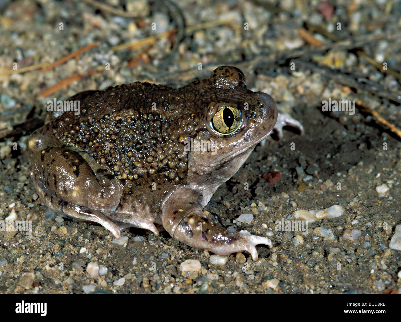 Western Spadefoot Toad Stock Photo - Alamy