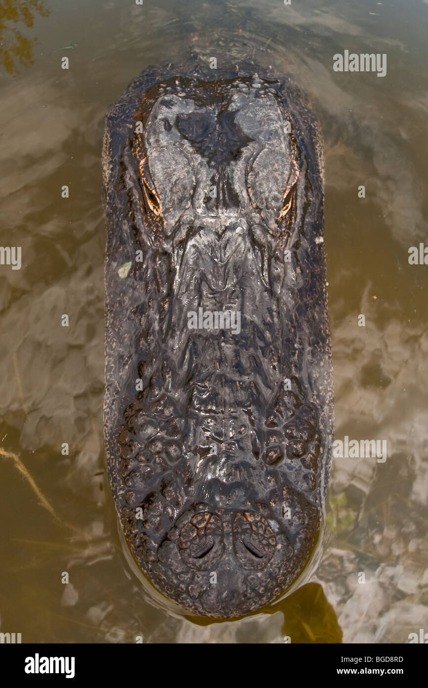 American Alligator Alligator mississippiensis Big Cypress National ...
