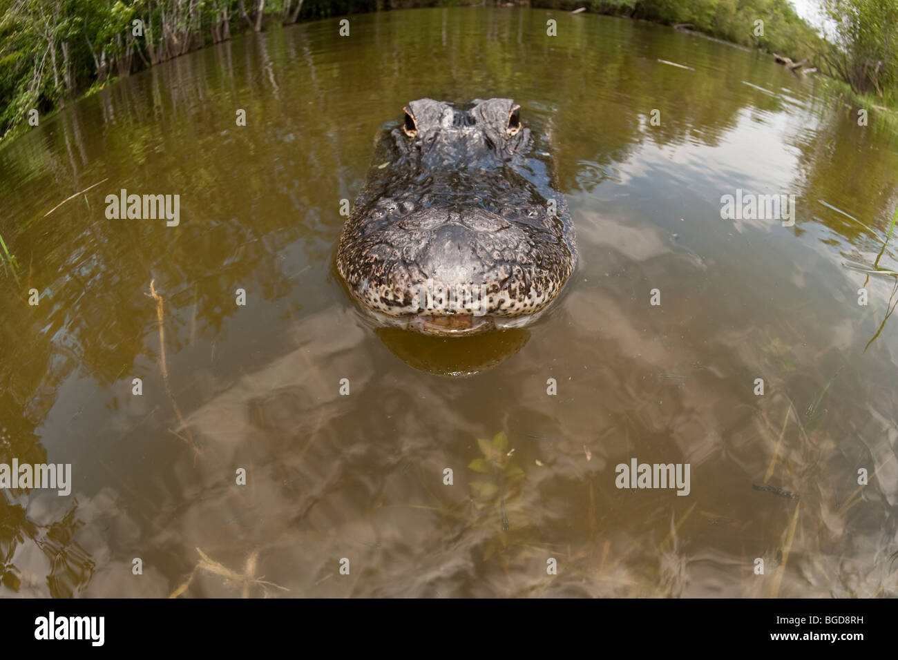 American Alligator Alligator mississippiensis Big Cypress National ...