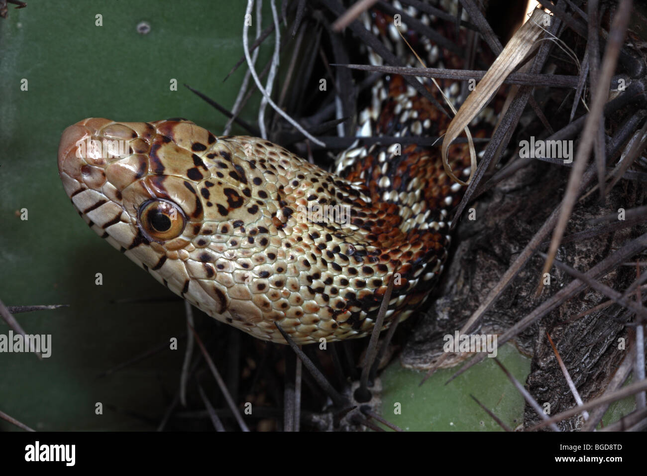 Sonoran gopher snake pituophis catenifer affinis hi-res stock ...