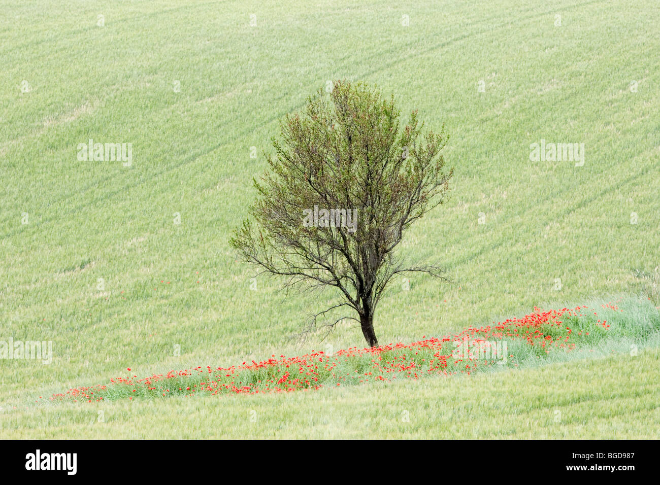 A country scene in rural Provence France Stock Photo - Alamy