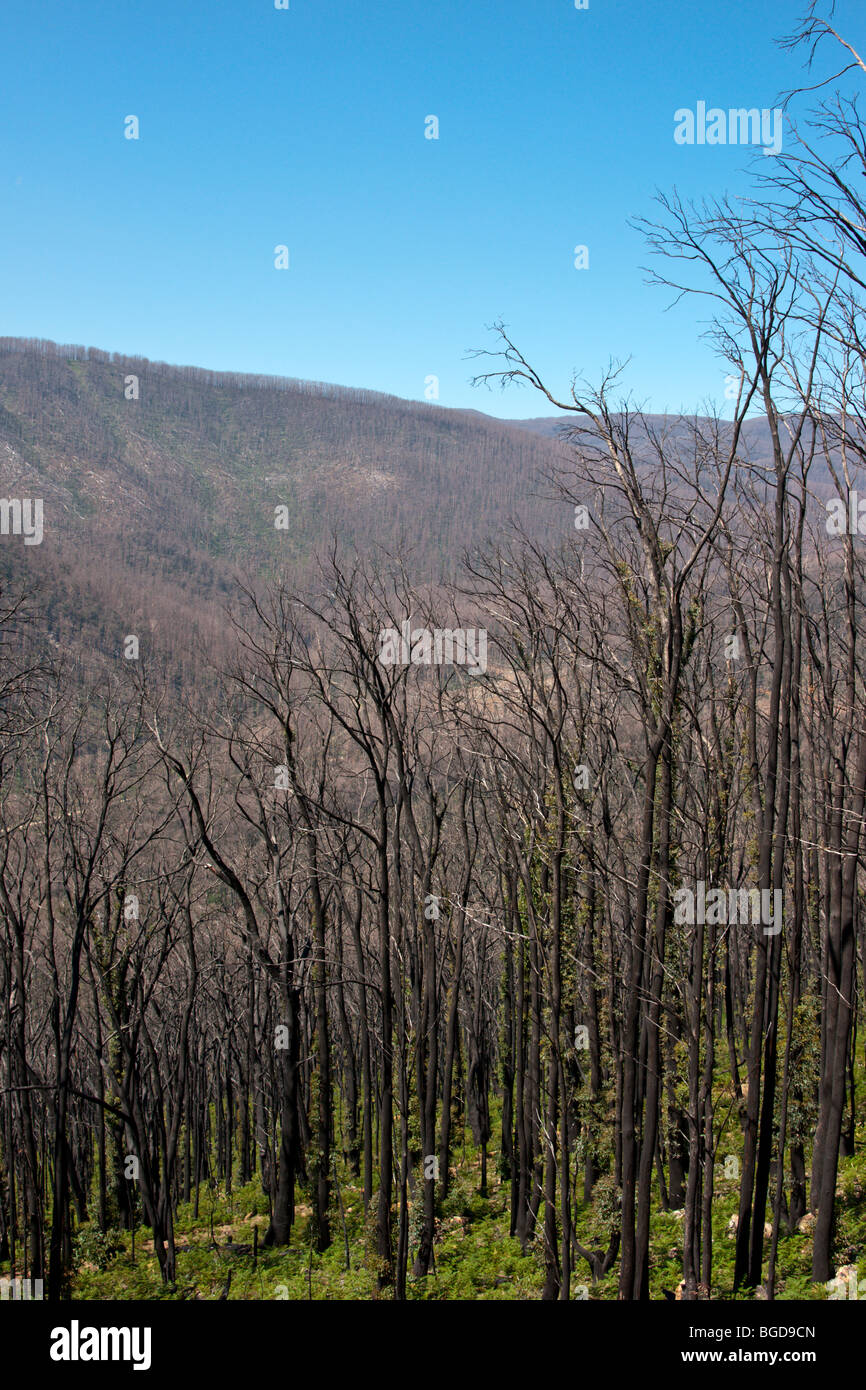 Fire recovery hi-res stock photography and images - Alamy