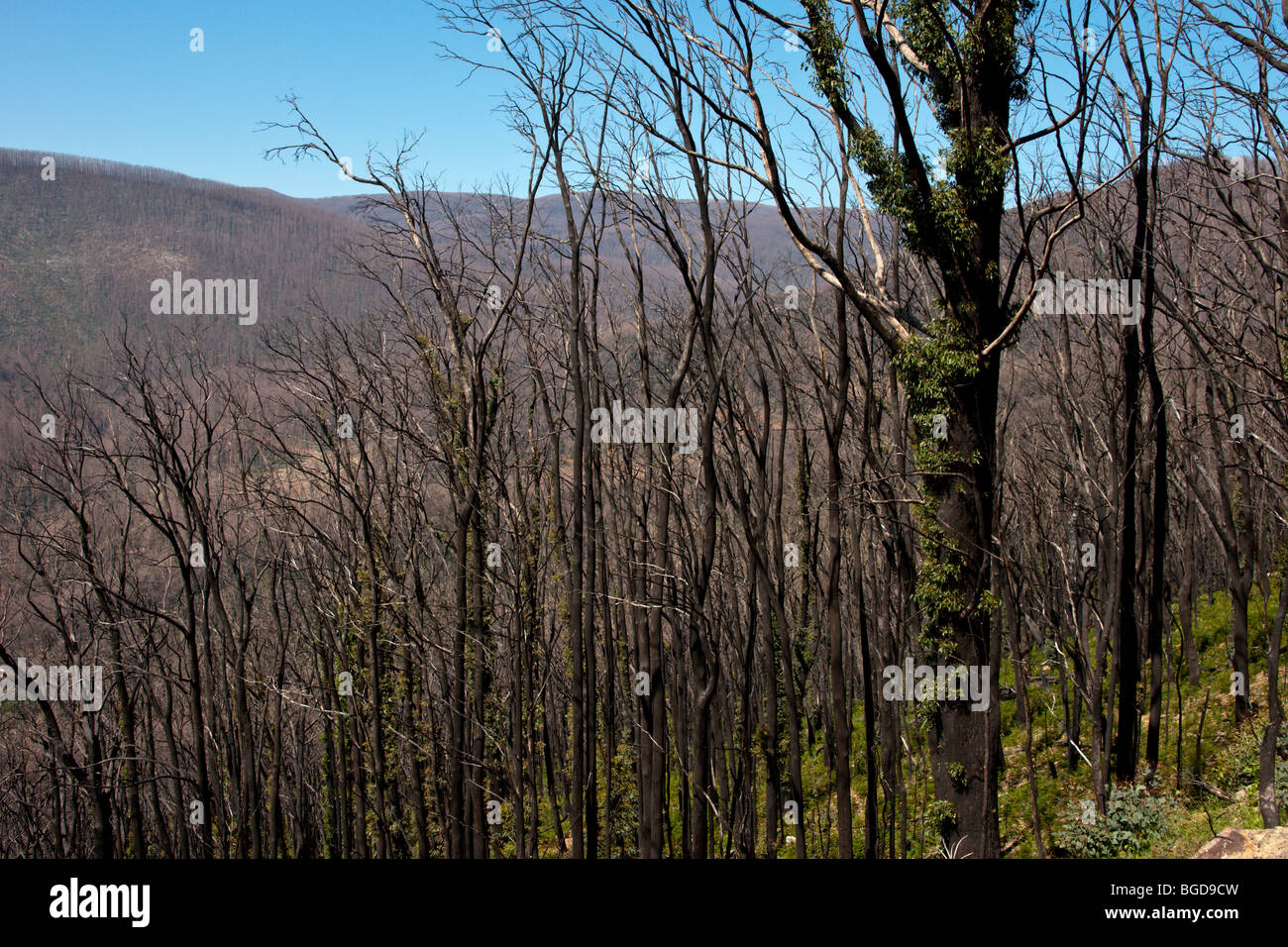 Bush Fire Ravaged Marysville shows signs of recovery Stock Photo - Alamy