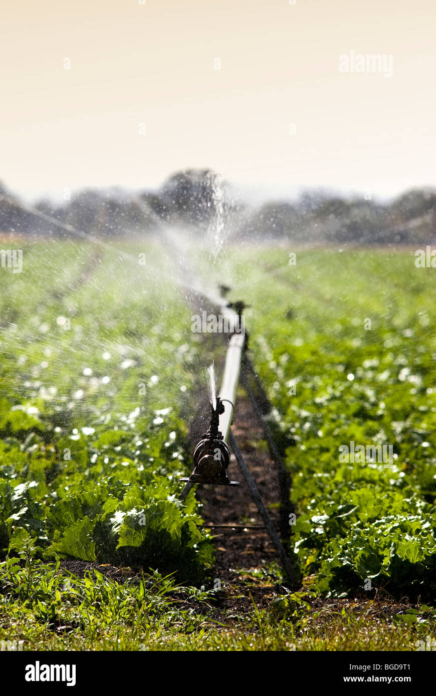 Crop sprinklers hi-res stock photography and images - Alamy