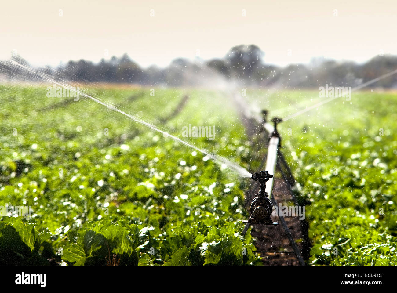 Irrigating lettuce crop Stock Photo - Alamy