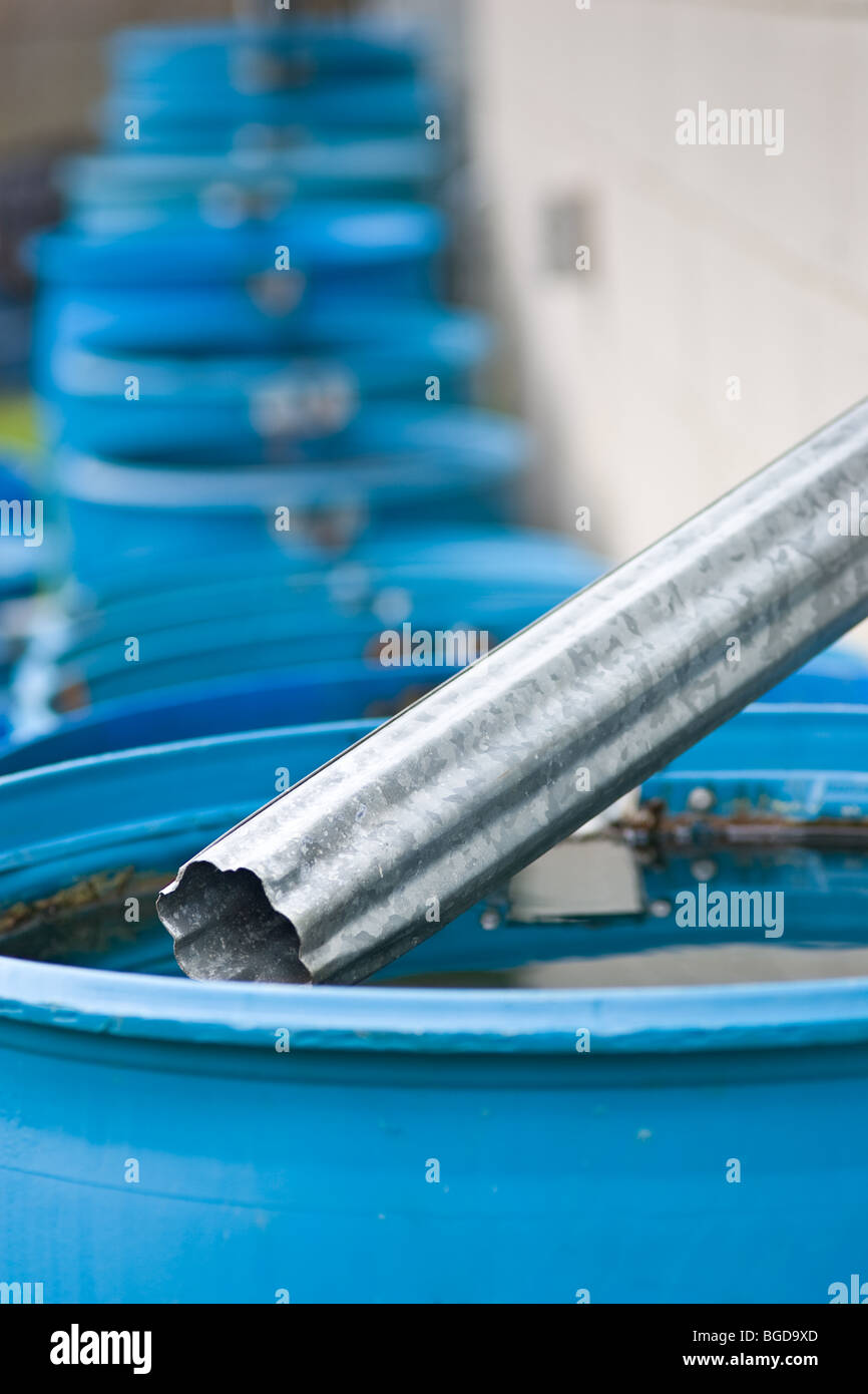A bunch of blue rain barrels, setup in such a way to flow into each ...