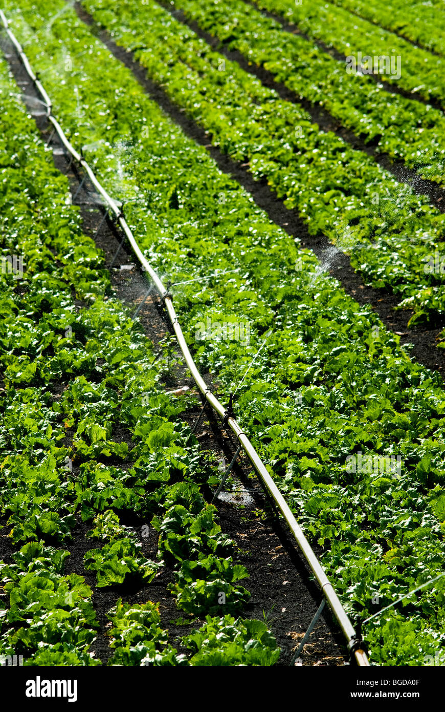 Lettuce cropping hi-res stock photography and images - Alamy