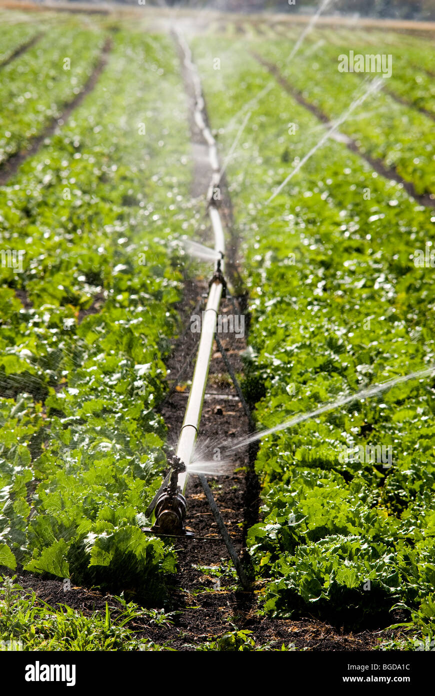 Crop sprinklers hi-res stock photography and images - Alamy