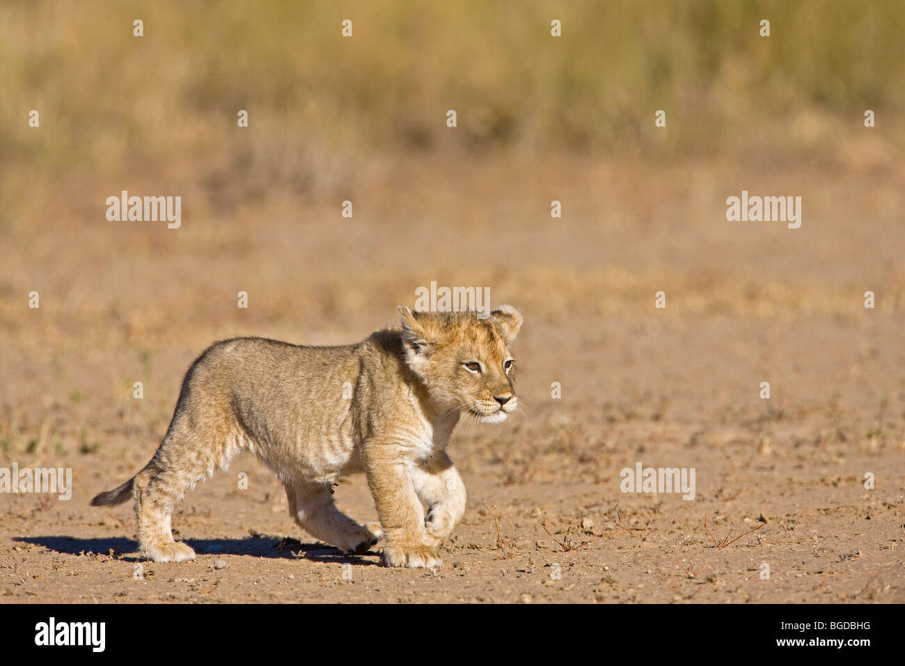 Lion pup, cub (Panthera leo), Kgalagadi Transfrontier National Park ...