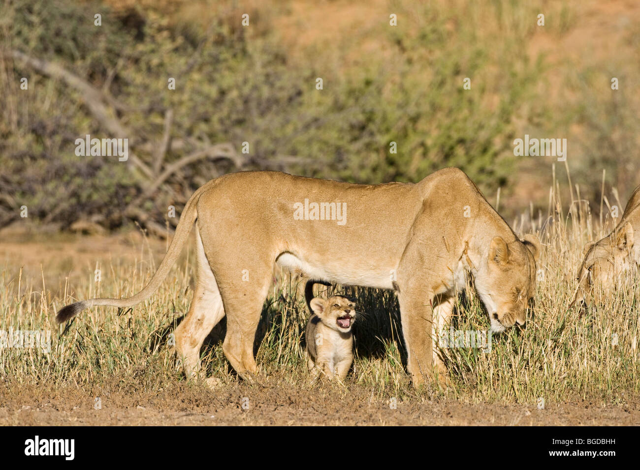 Lioness and cub hi-res stock photography and images - Alamy