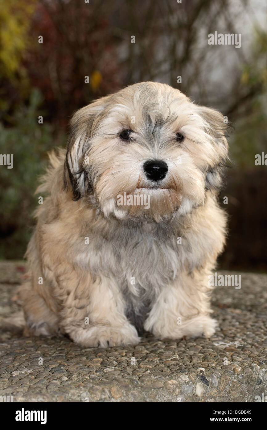 Havanese puppy, male, 16 weeks Stock Photo - Alamy