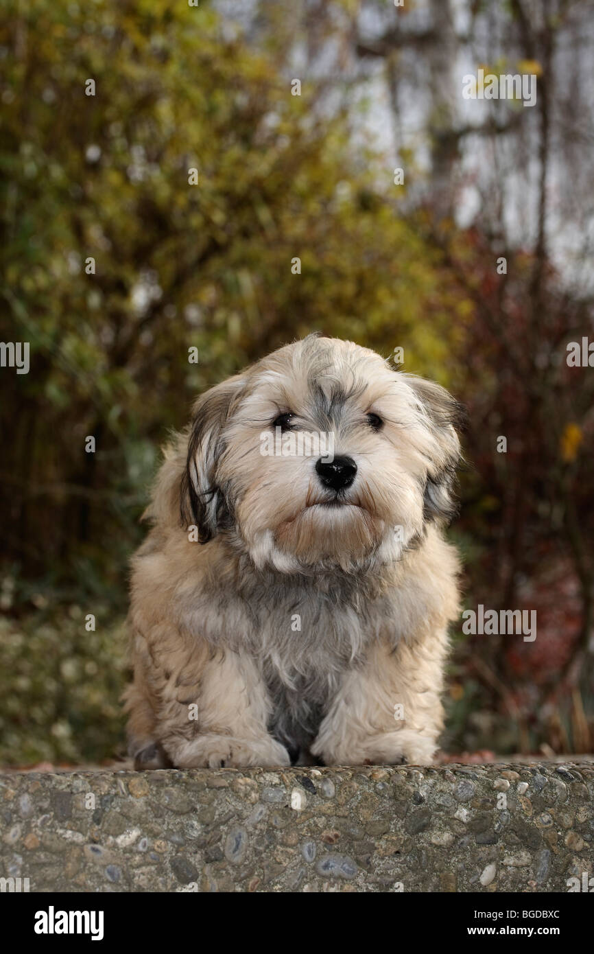Havanese puppy, male, 16 weeks Stock Photo - Alamy