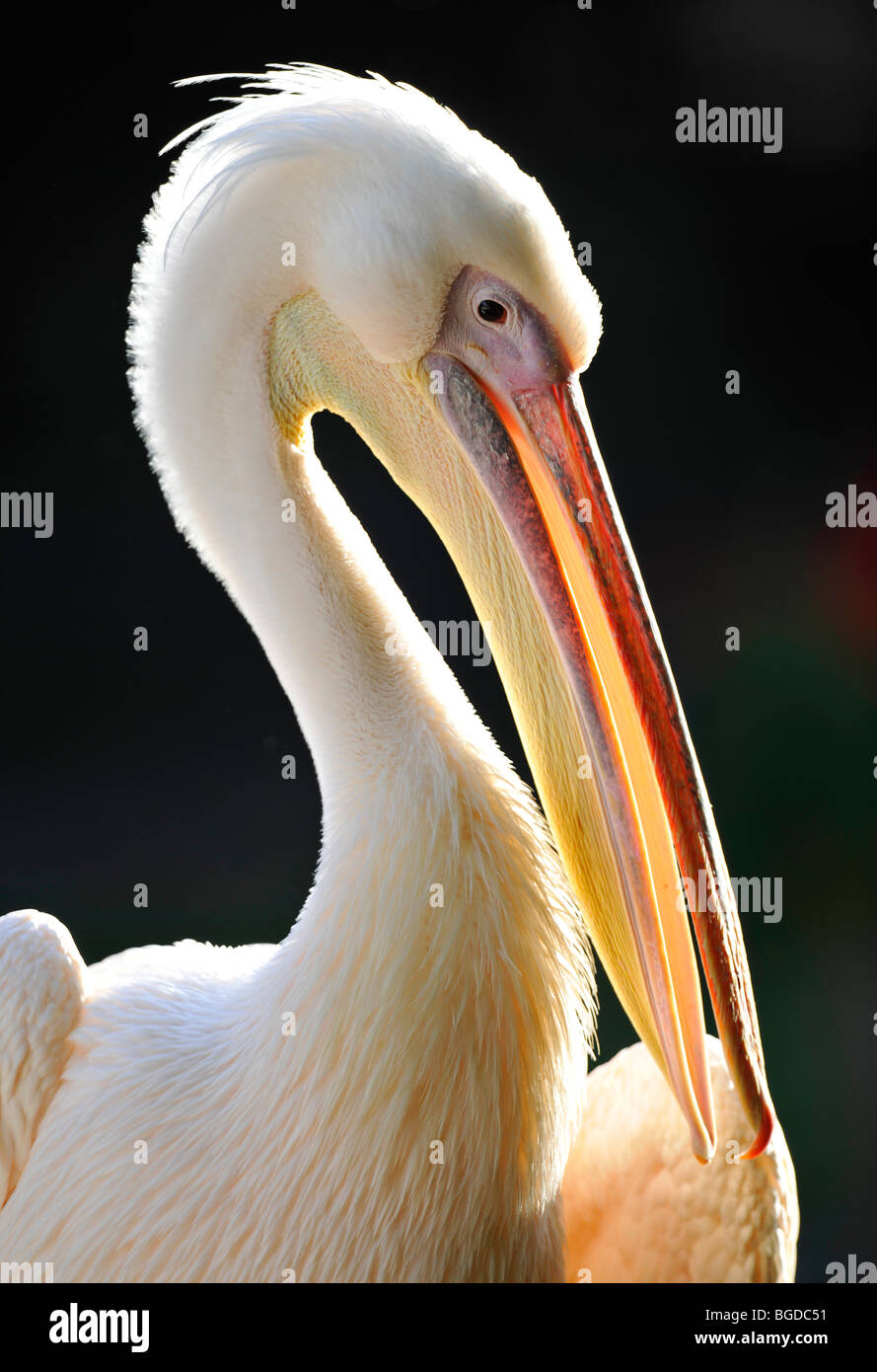 Pelecanus onocrotalus head detail hi-res stock photography and images ...