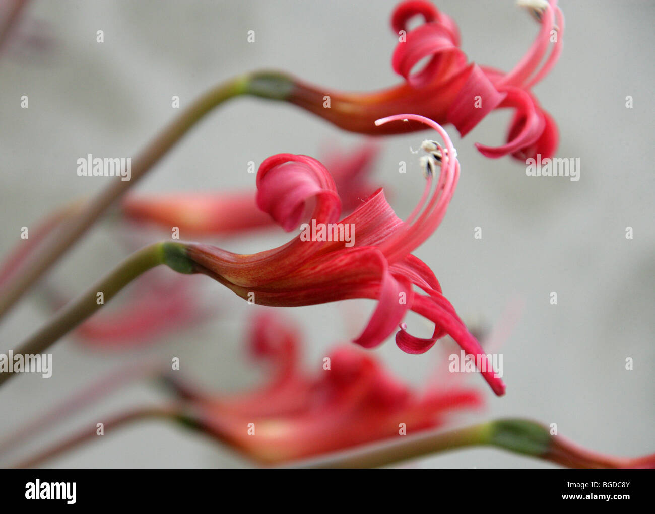 Brunsvigia litoralis, Amaryllidaceae, Cape Province, South Africa Stock ...
