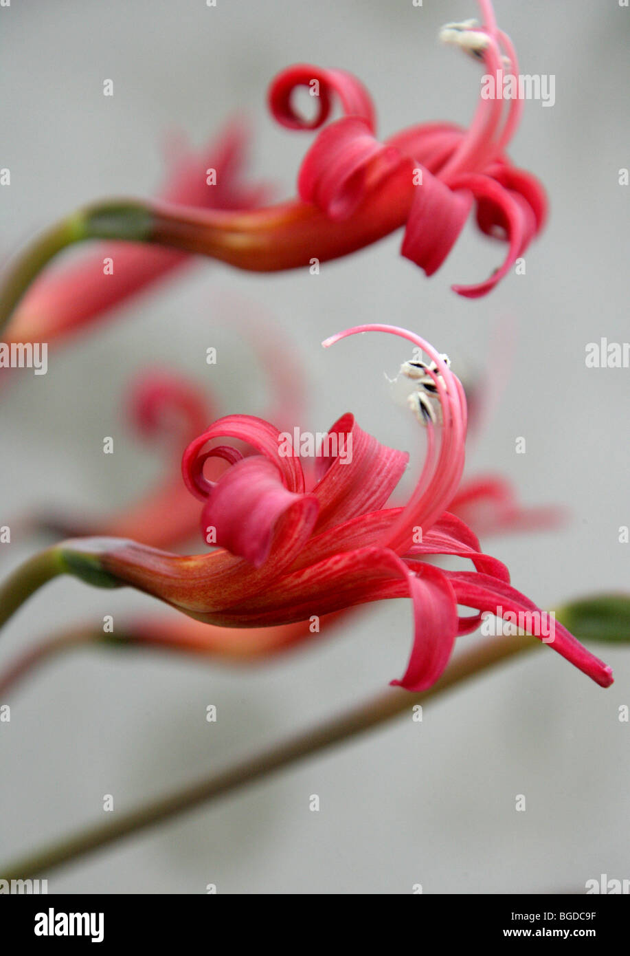Brunsvigia litoralis, Amaryllidaceae, Cape Province, South Africa Stock ...