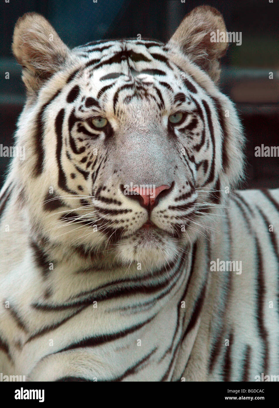 Eye of the Tiger, Close-up of a Tiger taken during an animal encounter ...