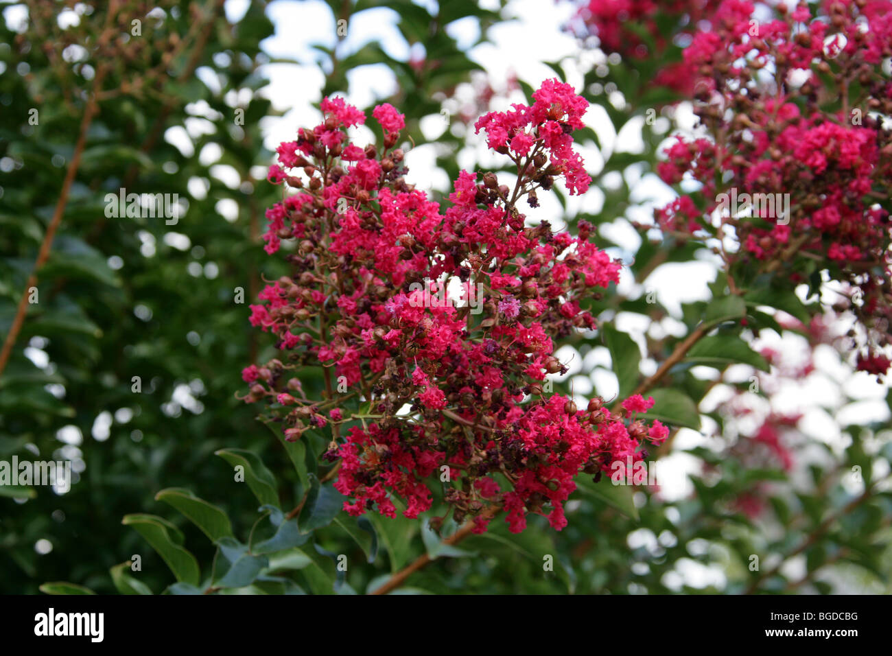 Crape Myrtle, Crapemyrtle, Crepe Myrtle or Crepeflower, Lagerstroemia ...