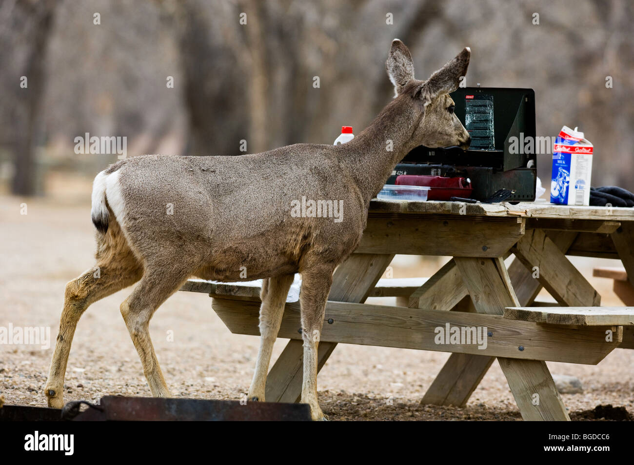 Mule deer (Odocoileus hemionus) attracted to food in a campsite ...