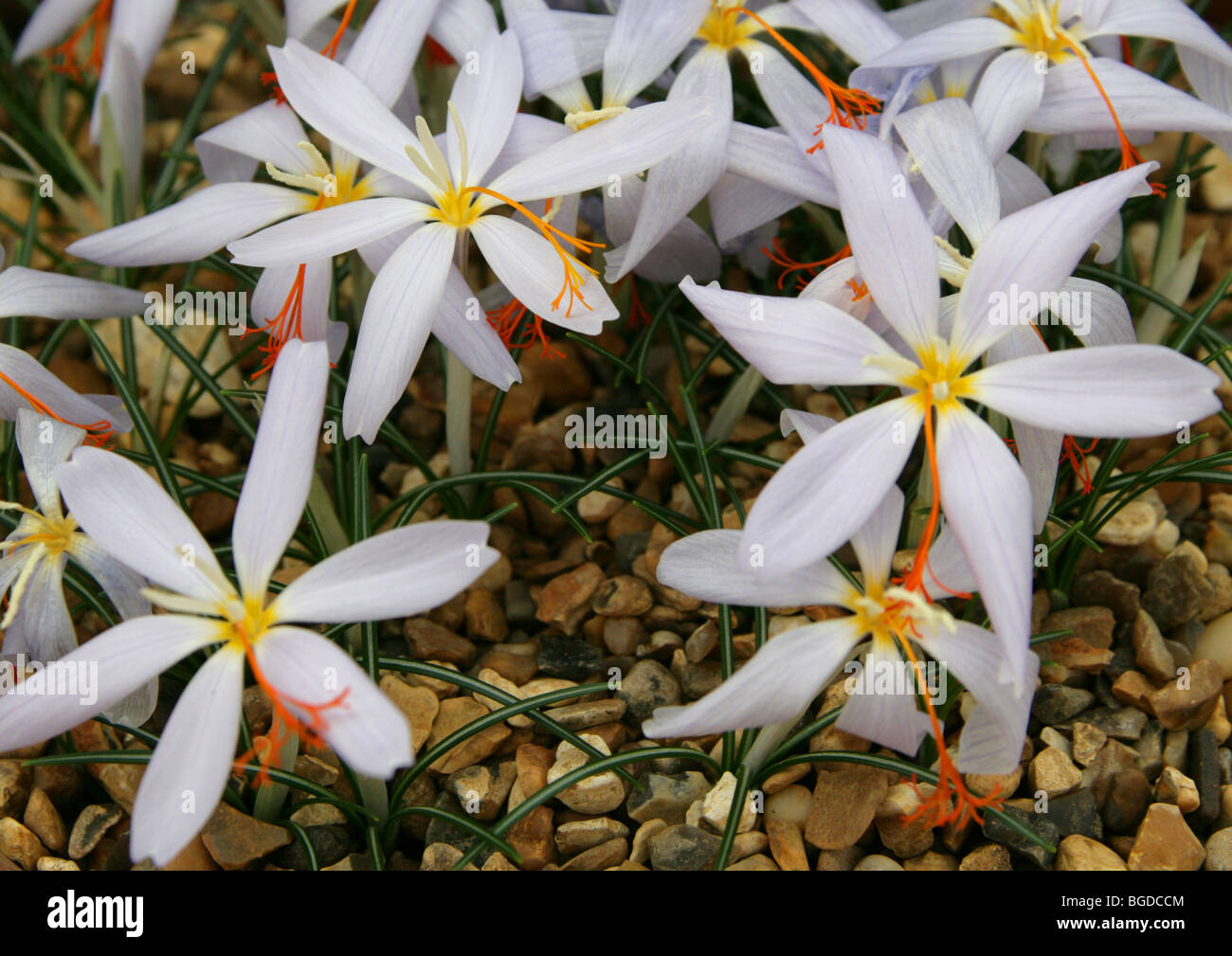 Fall Crocus, Crocus tournefortii, Iridaceae, Greece, Europe Stock Photo ...