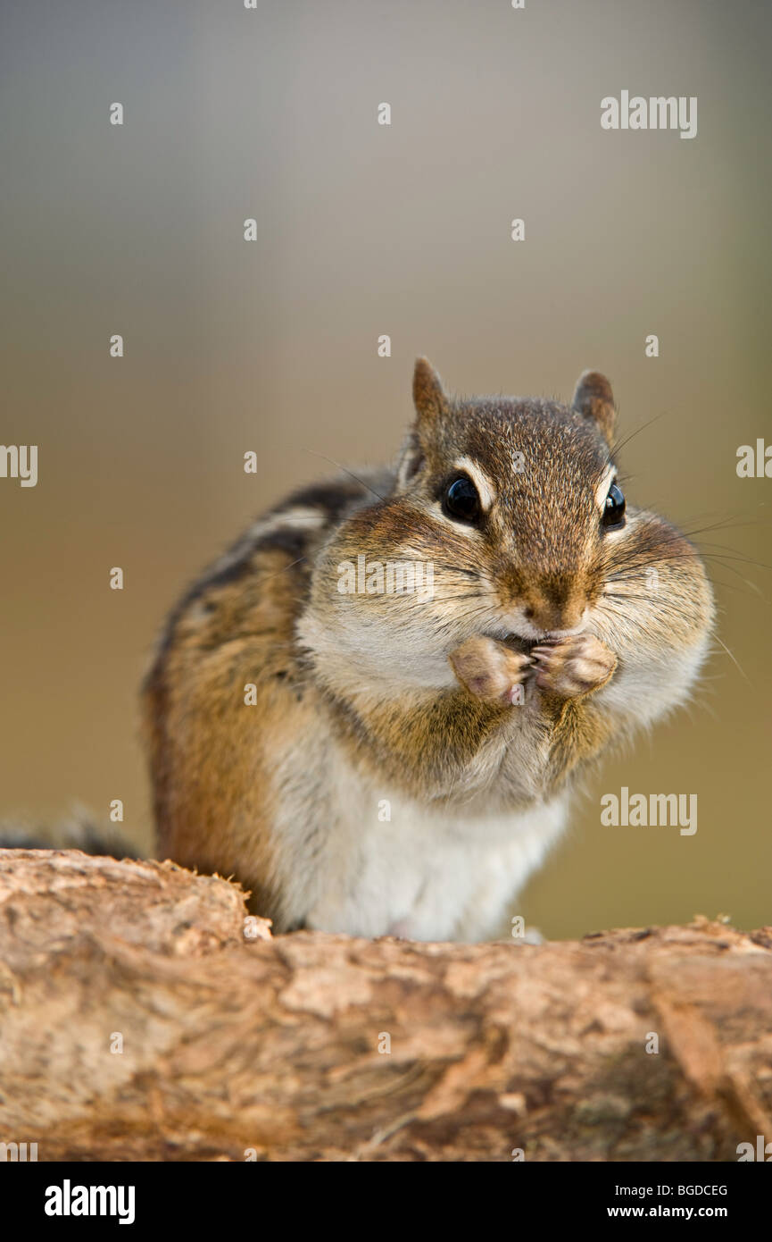 Eastern chipmunk (Tamias striatus) filling cheek pouches with seeds ...